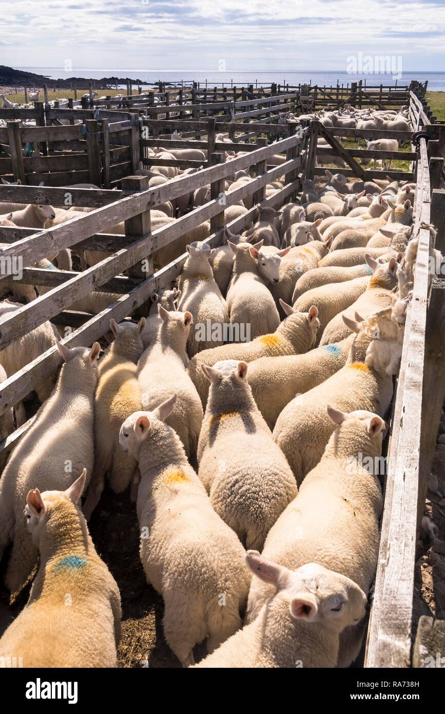 Scottish breed of sheep hi-res stock photography and images - Alamy