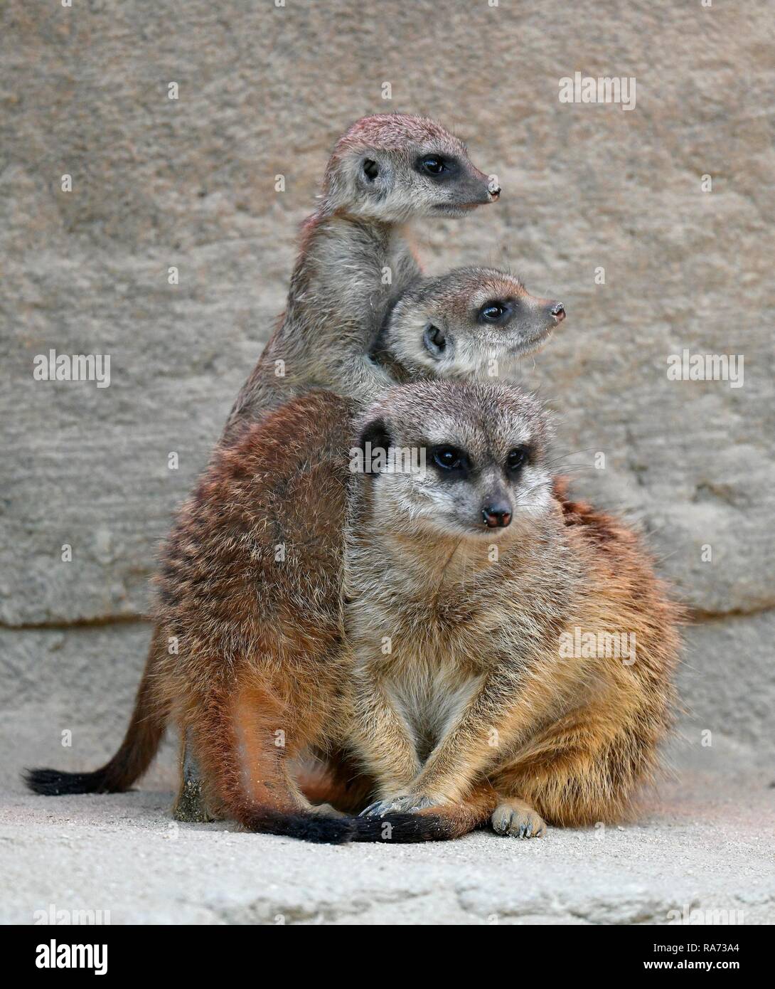Meerkat (Suricata suricatta), kittens 28 and 10 weeks, captive, Germany ...