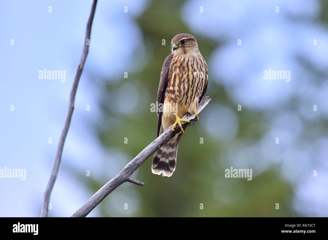 Female merlin hi-res stock photography and images - Alamy