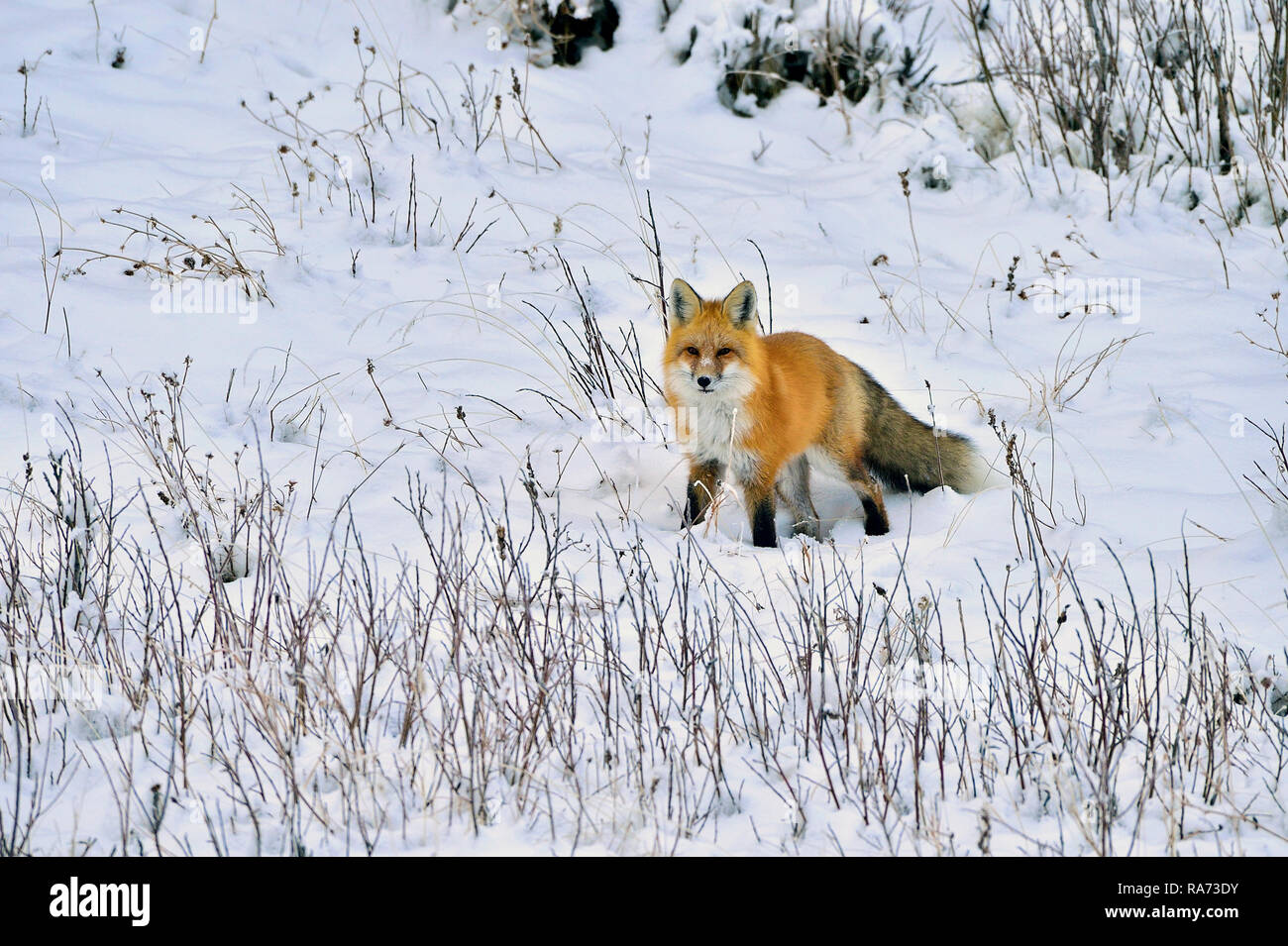 A red fox 'Vulpes vulpes', walking through the freshly fallen snow in ...