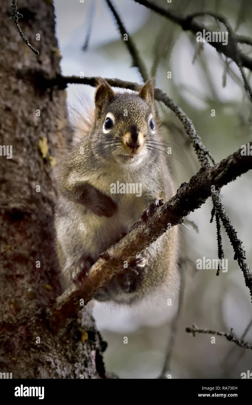 A red squirrel "Tamiasciurus hudsonicus" sitting on a tree branch in ...