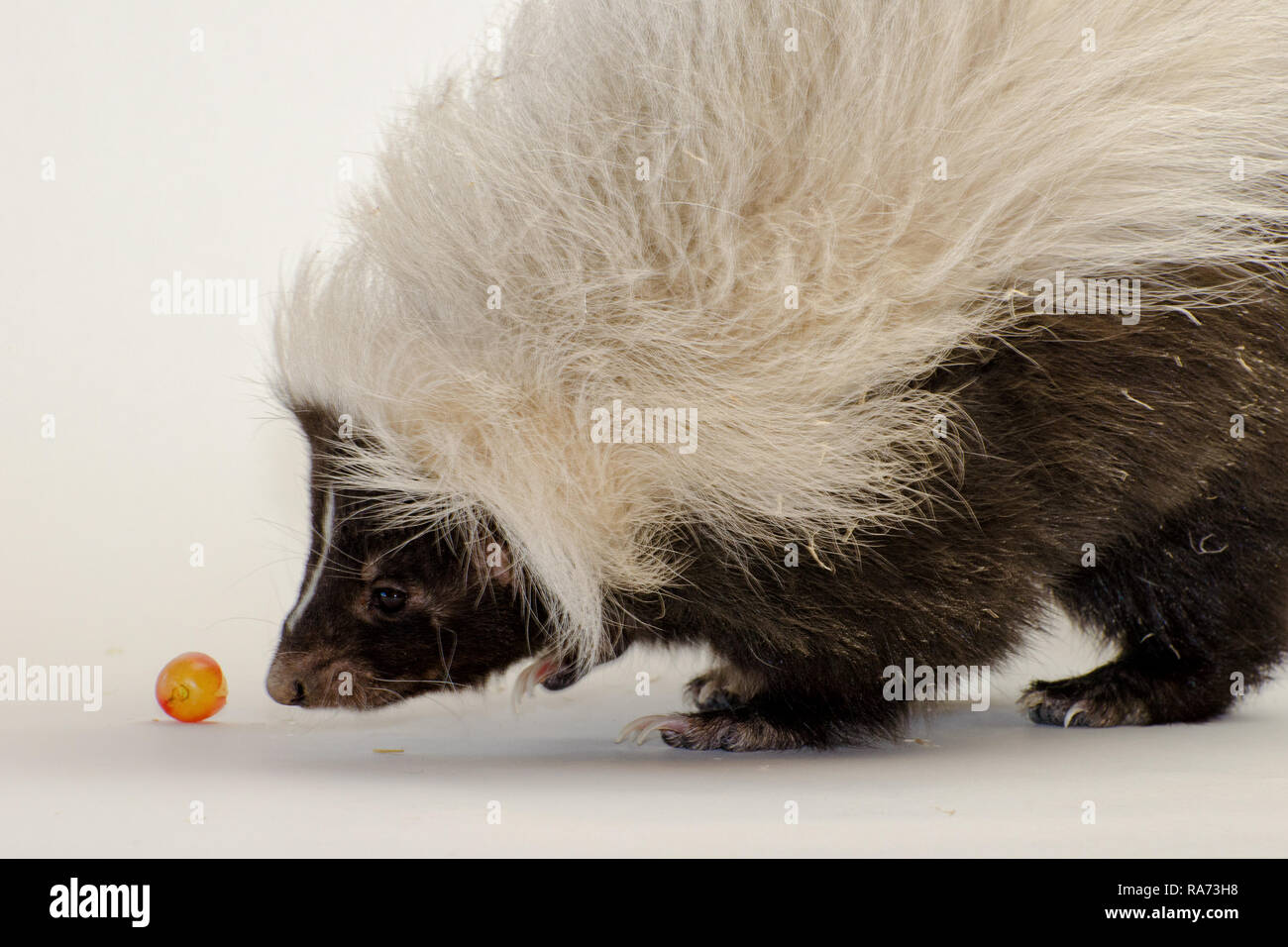 Striped Skunk Isolated on a White Background Stock Photo - Alamy