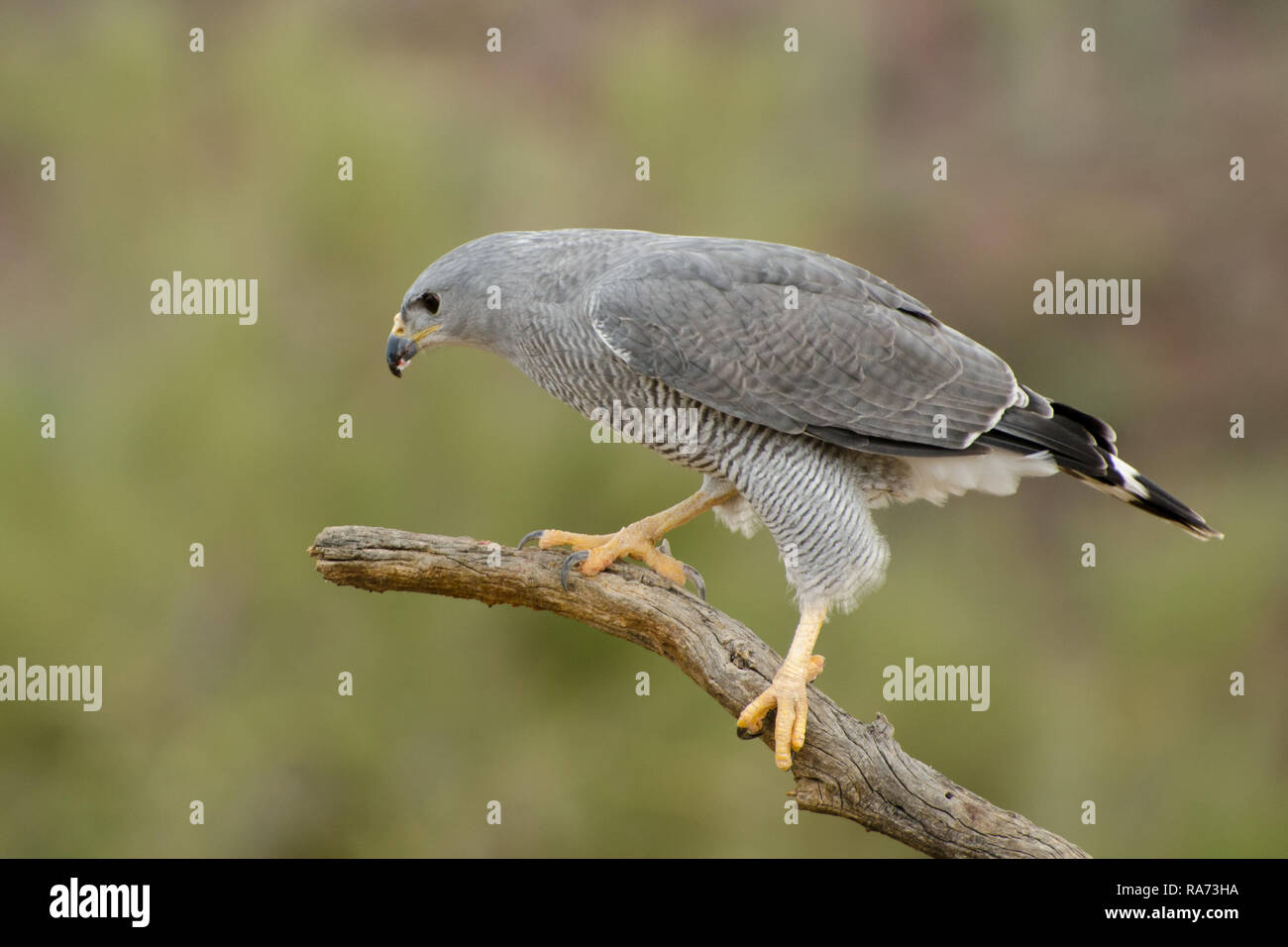 Grey hawk hi-res stock photography and images - Alamy