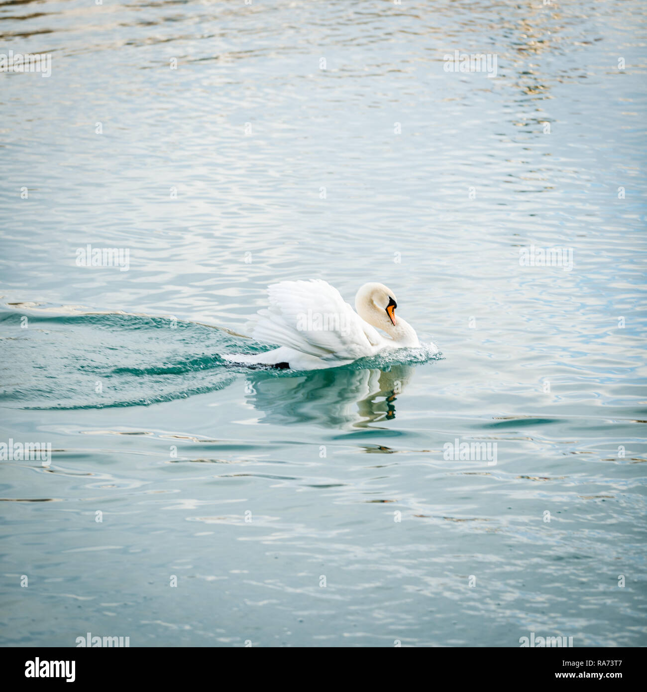 Swan in attacking mode in the river Drava in Maribor, Slovenia Stock ...