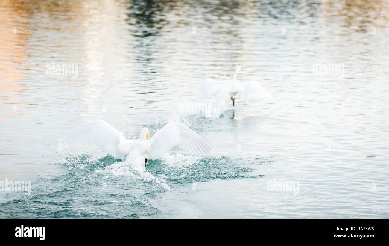 Attacking mode hi-res stock photography and images - Alamy