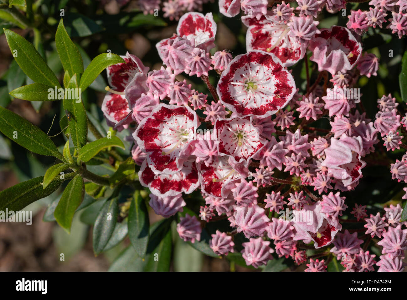 Mountain laurel (Kalmia latifolia), close up of the flower head Stock ...
