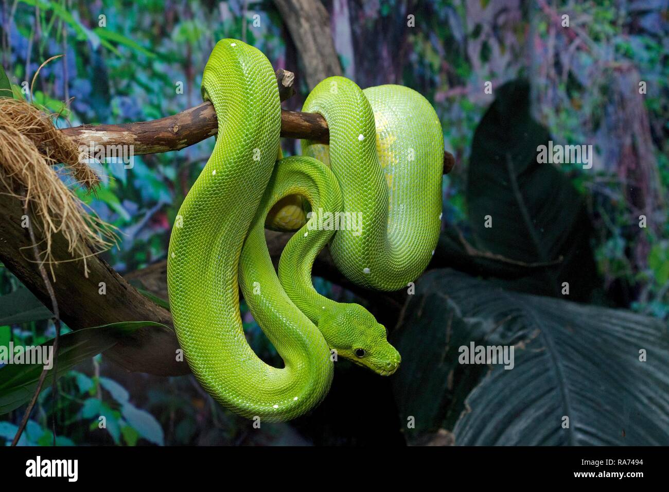 Green Tree Python (Morelia viridis), Noctalis bat station, Bad Segeberg ...