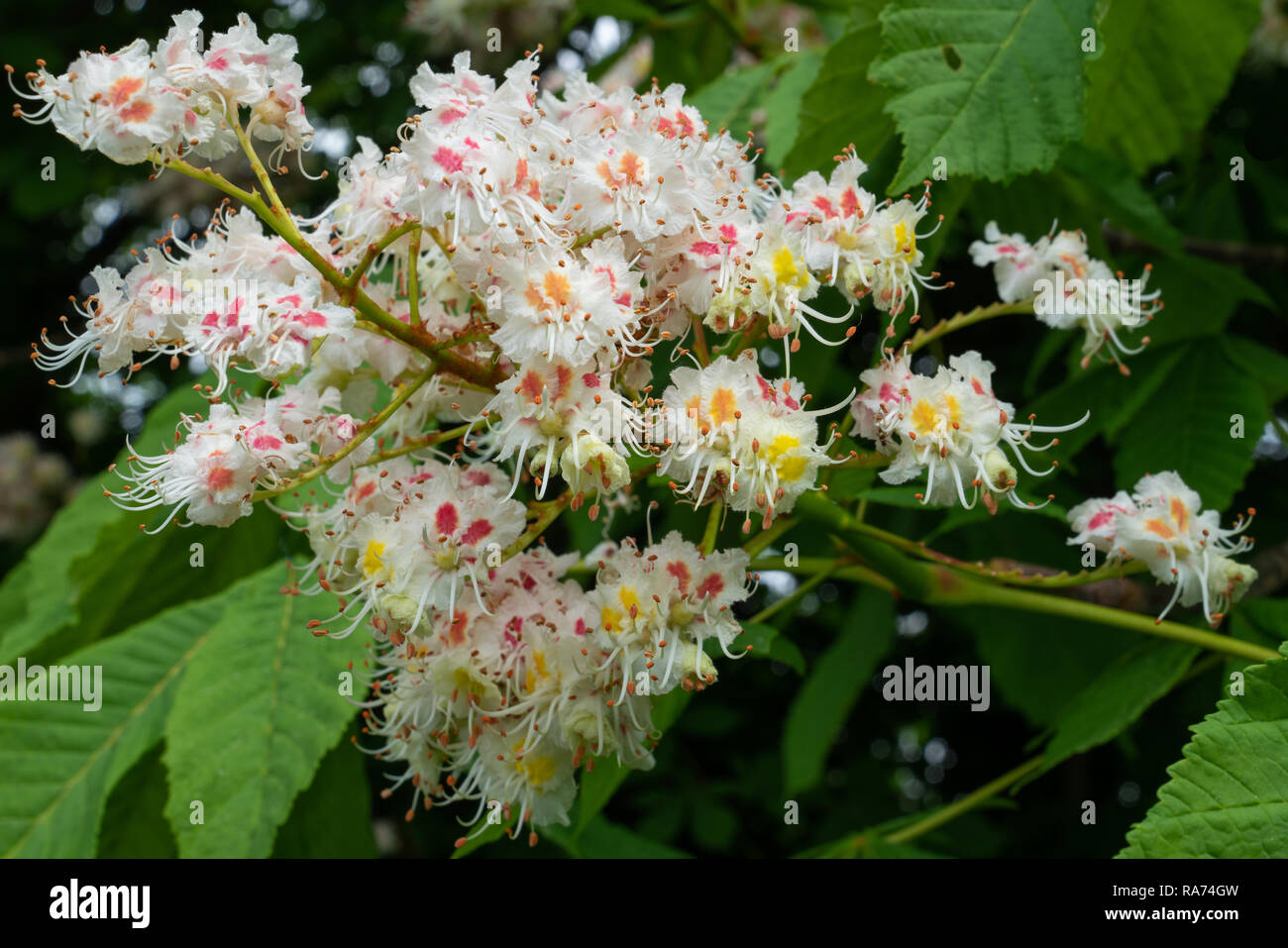 Conker tree (Aesculus hippocastanum), close up of the blossom Stock ...