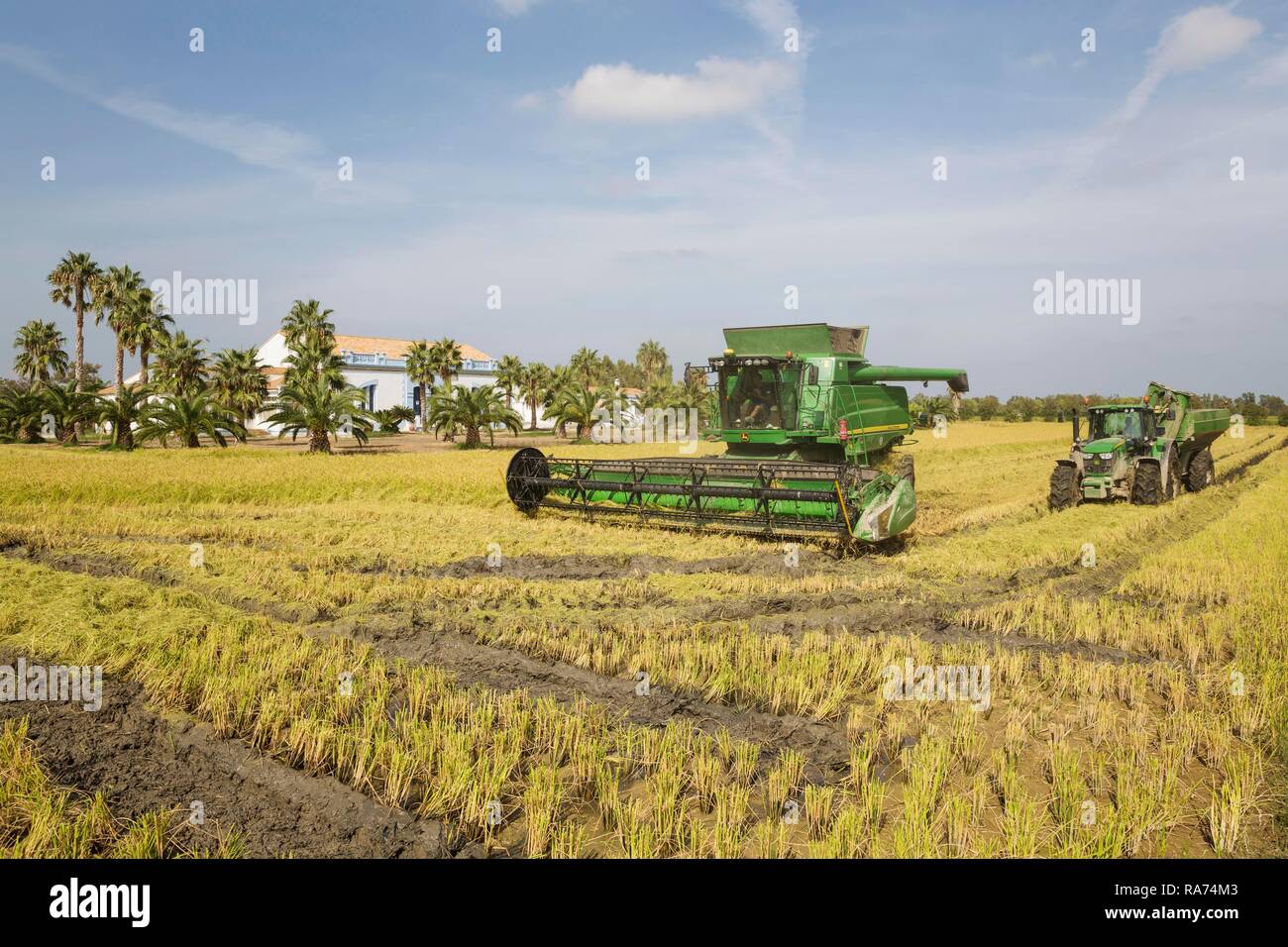 Asian rice plant oryza sativa hi-res stock photography and images - Alamy