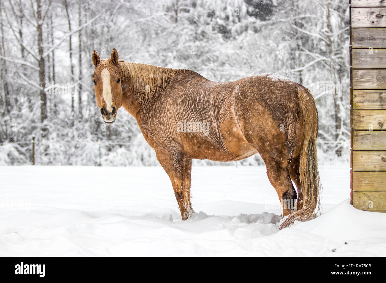 Horse winter background hi-res stock photography and images - Alamy