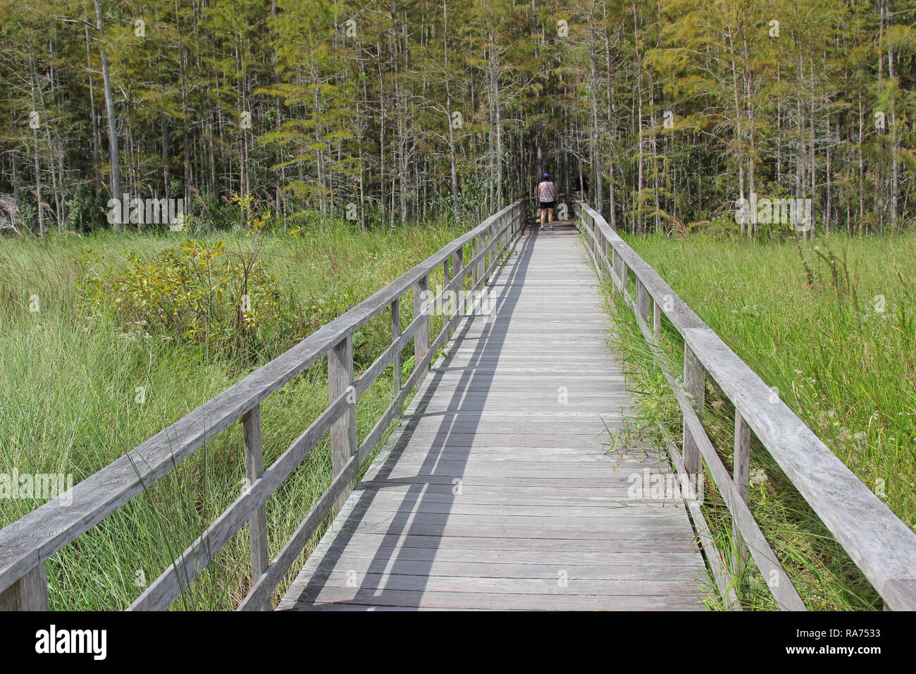 Board walk in the swamp Stock Photo - Alamy