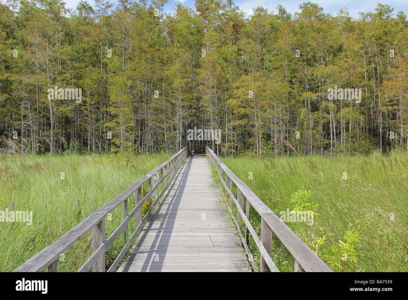 Swamp walk hi-res stock photography and images - Alamy