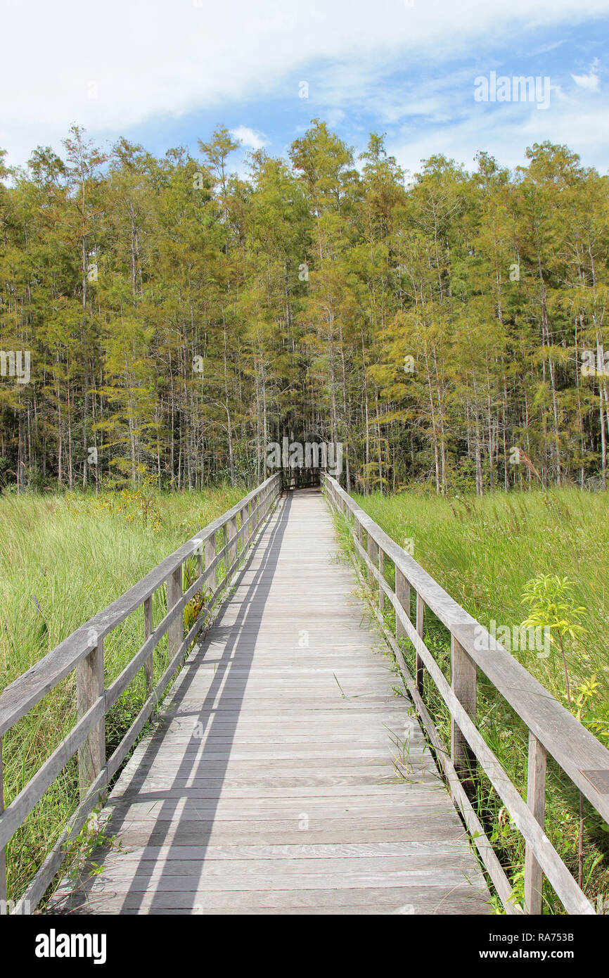 Board walk in the swamp Stock Photo - Alamy