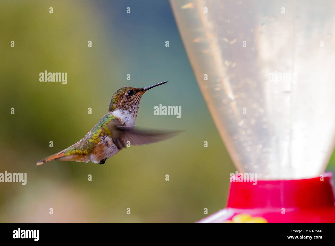 Volcano Hummingbird, Costa Rica Stock Photo - Alamy
