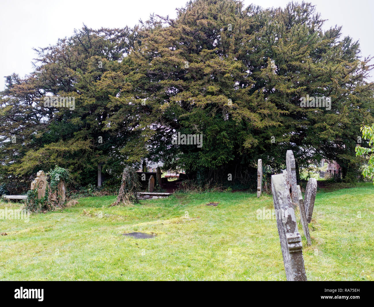 Ancient Yew Tree, Defynnog, Powys Stock Photo - Alamy