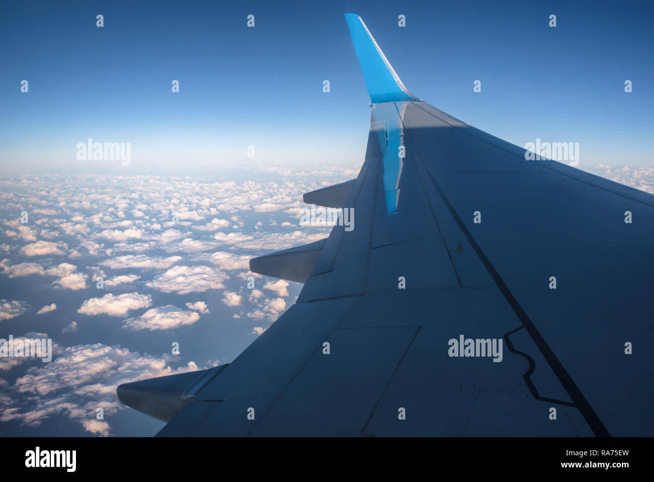 Curly wing fly hi-res stock photography and images - Alamy