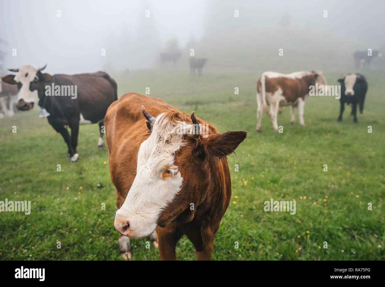 Mist highland cows hi-res stock photography and images - Alamy