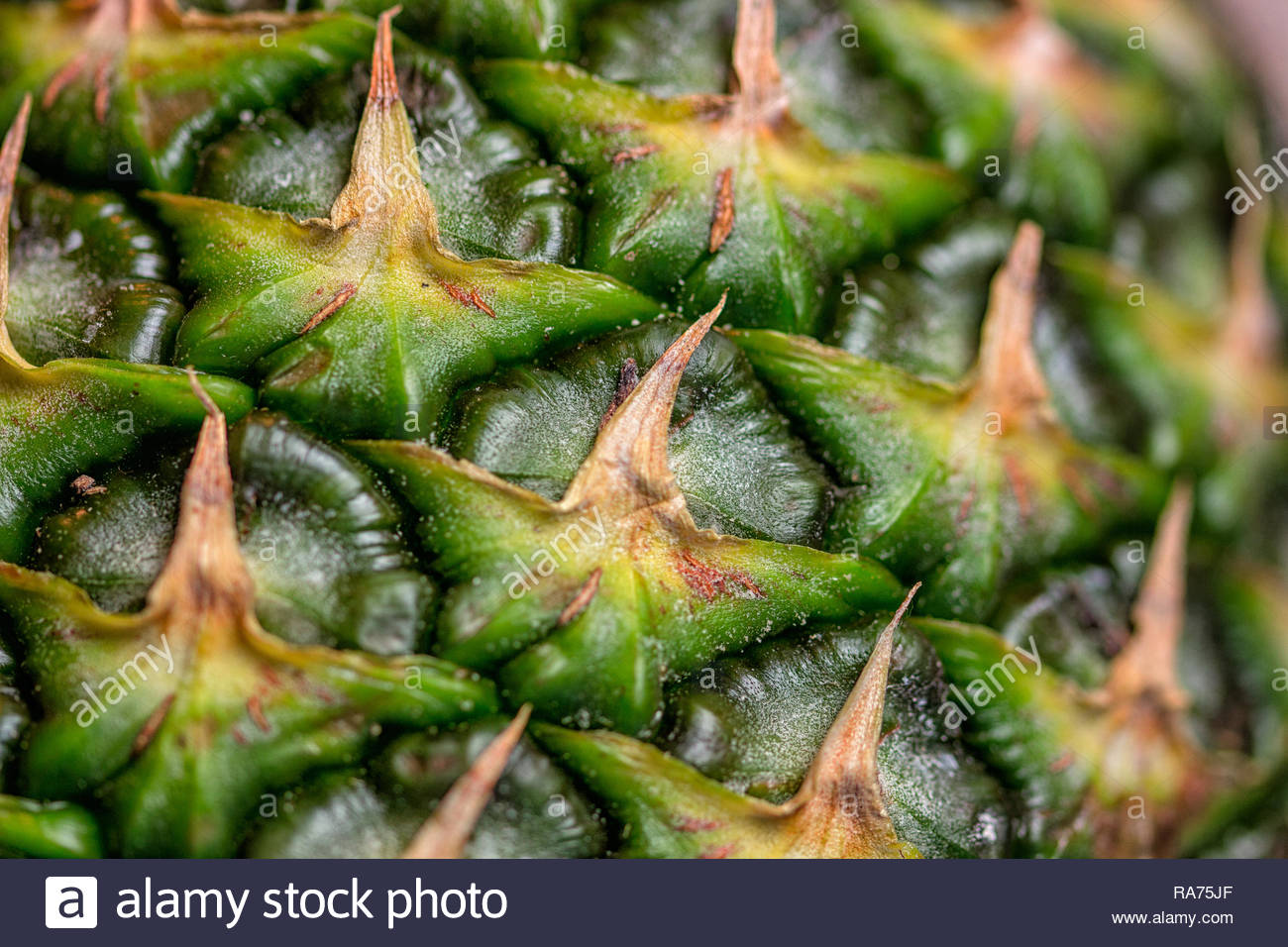 Pineapple Skin Stock Photos & Pineapple Skin Stock Images - Alamy