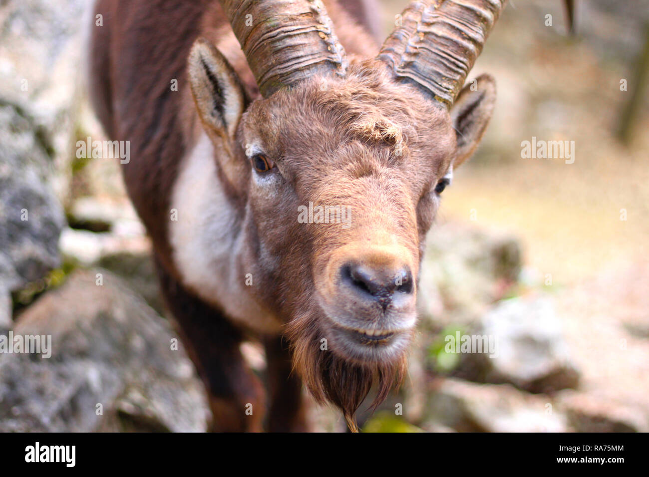 Ibexes hi-res stock photography and images - Alamy