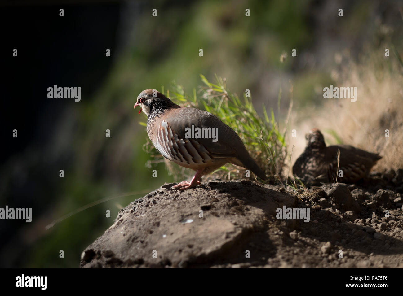 Madeira, Portugal - 15 June 2017: Red-legged Partridge overlooking a ...