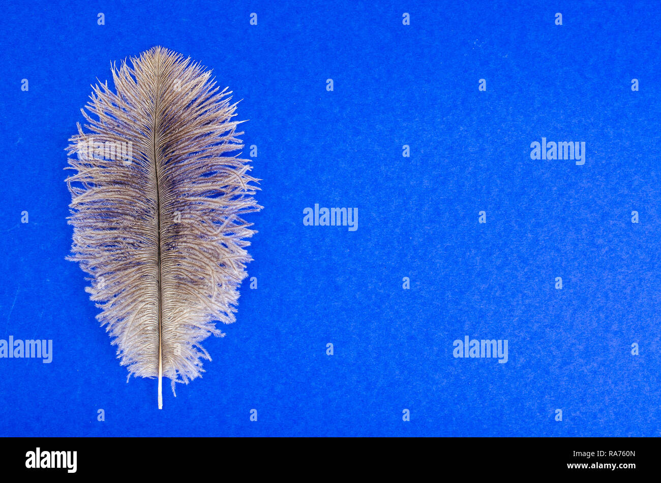 Ostrich fluff feather white hi-res stock photography and images - Alamy
