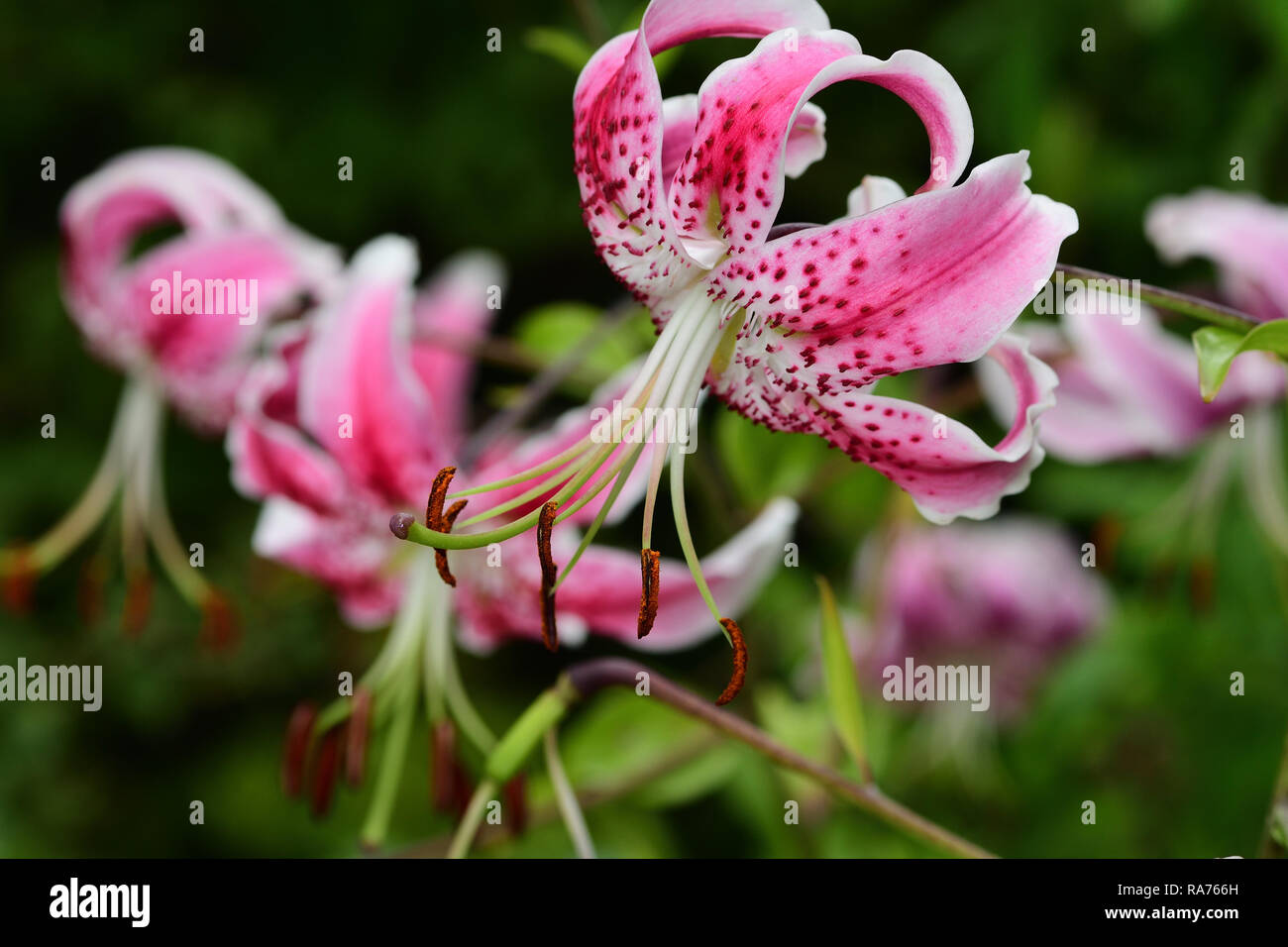 Japanese lilies (lilium speciosum) in bloom Stock Photo - Alamy