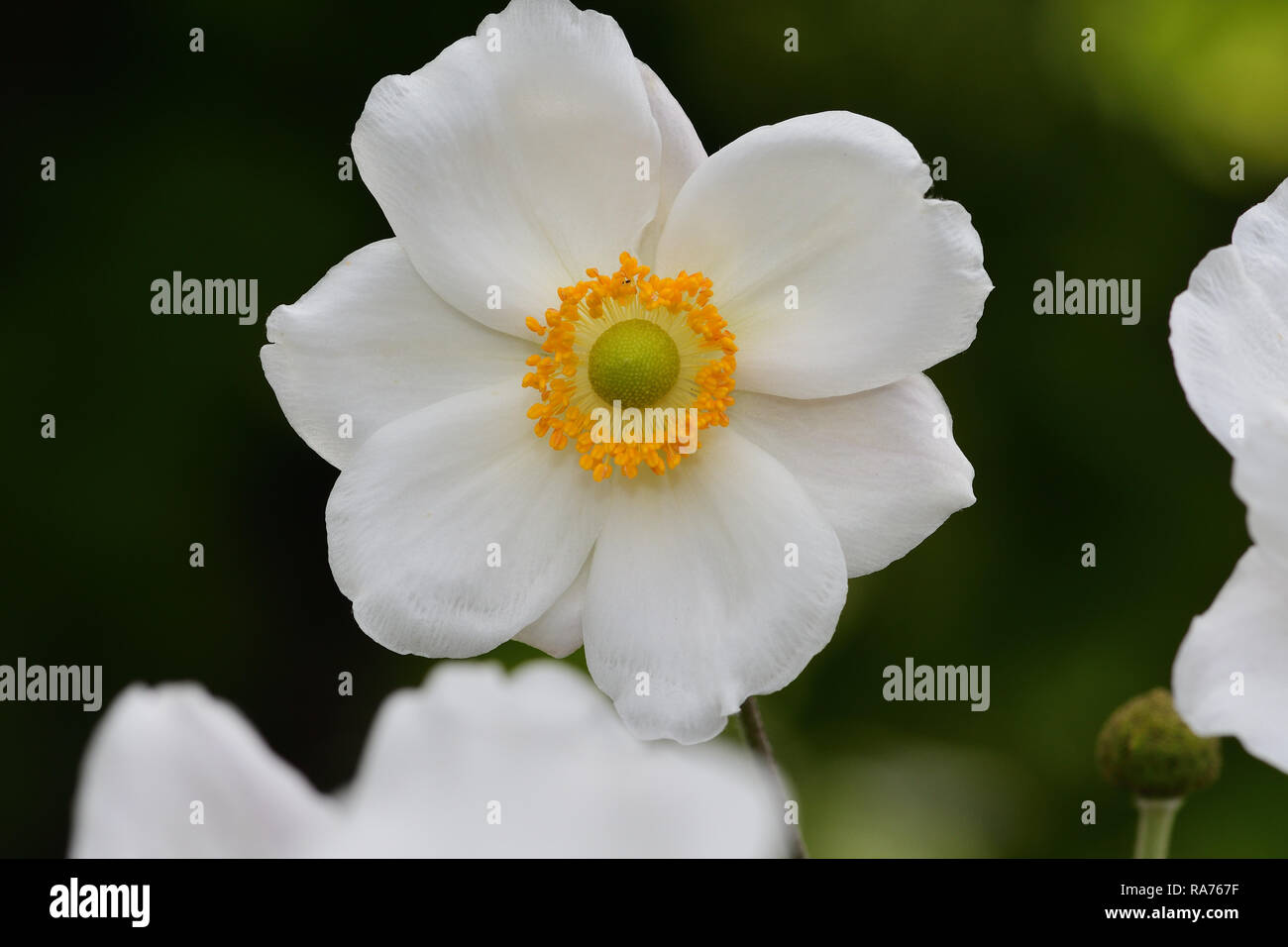 Close up of a Japanese thimbleweed (anemone hupehensis flower in bloom ...