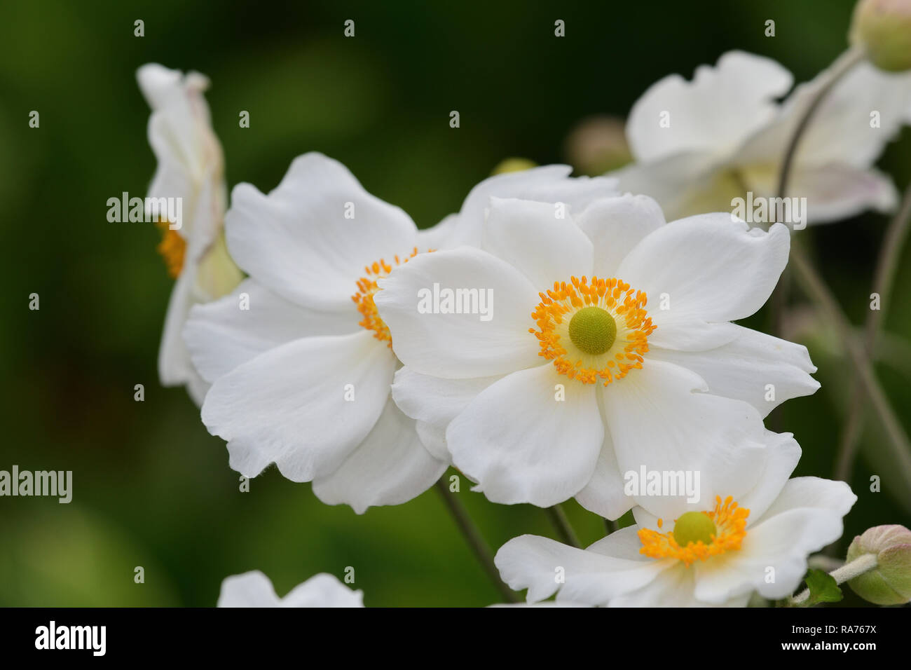 Close up of Japanese thimbleweed (anemone hupehensis flowers in bloom ...