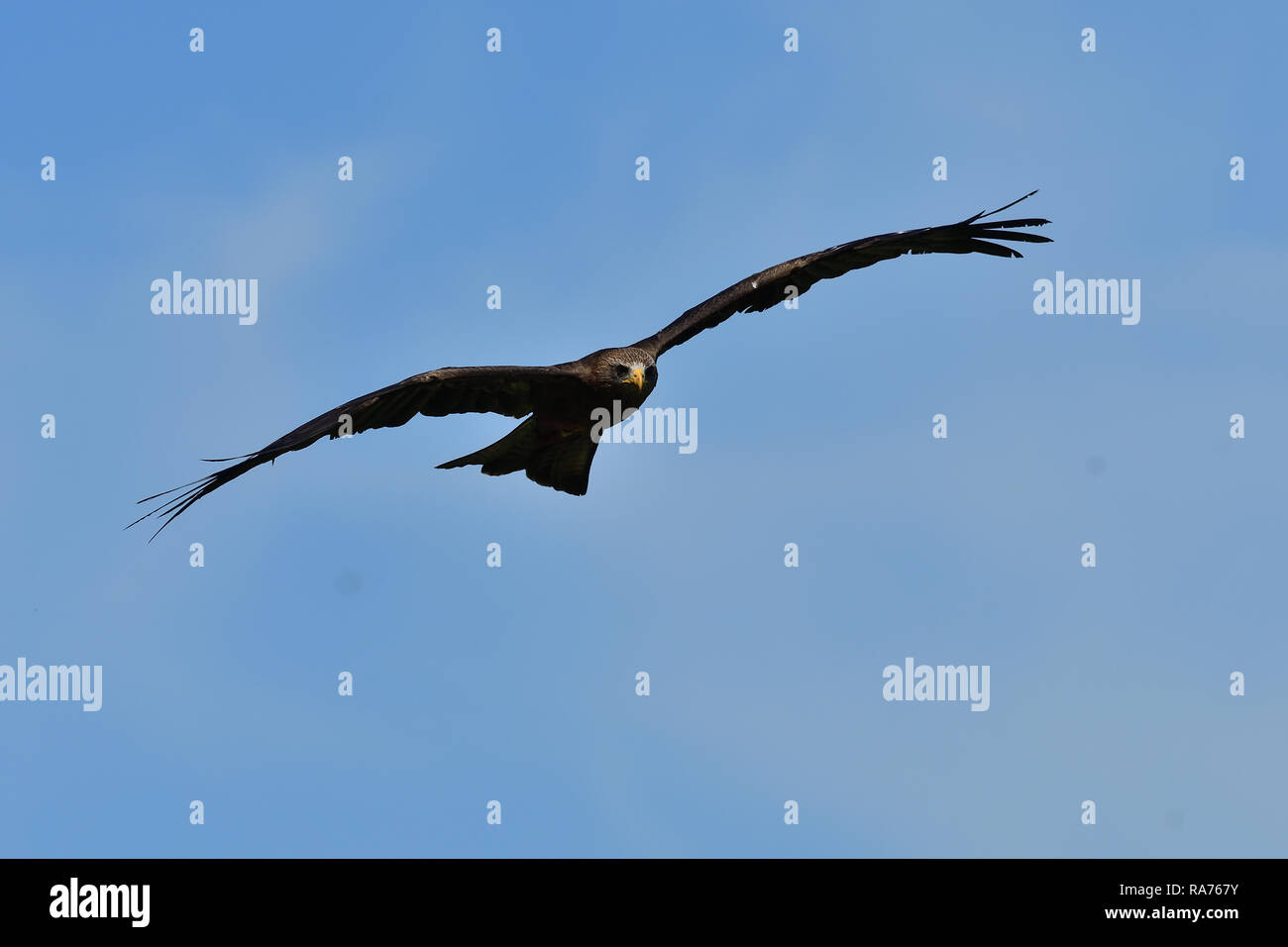 Close up of a black kite (milvus migrans) flying during a falconry ...