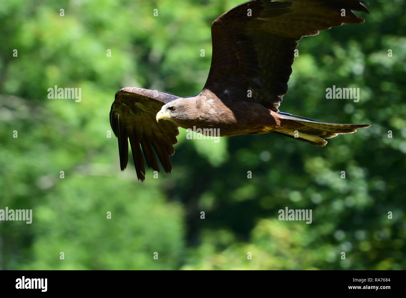 Close up of a black kite (milvus migrans) flying during a falconry ...