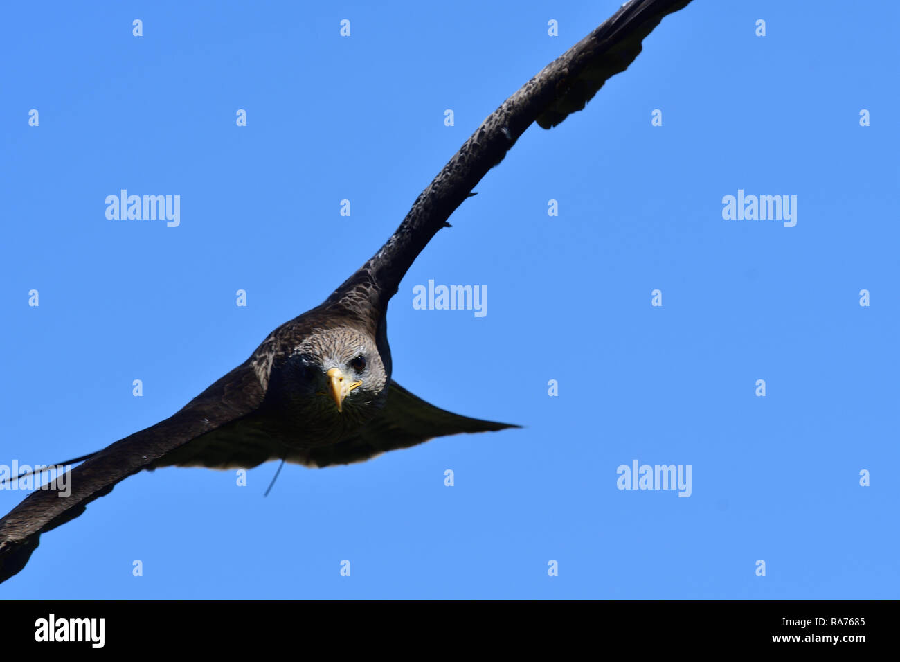 Close up of a black kite (milvus migrans) flying during a falconry ...