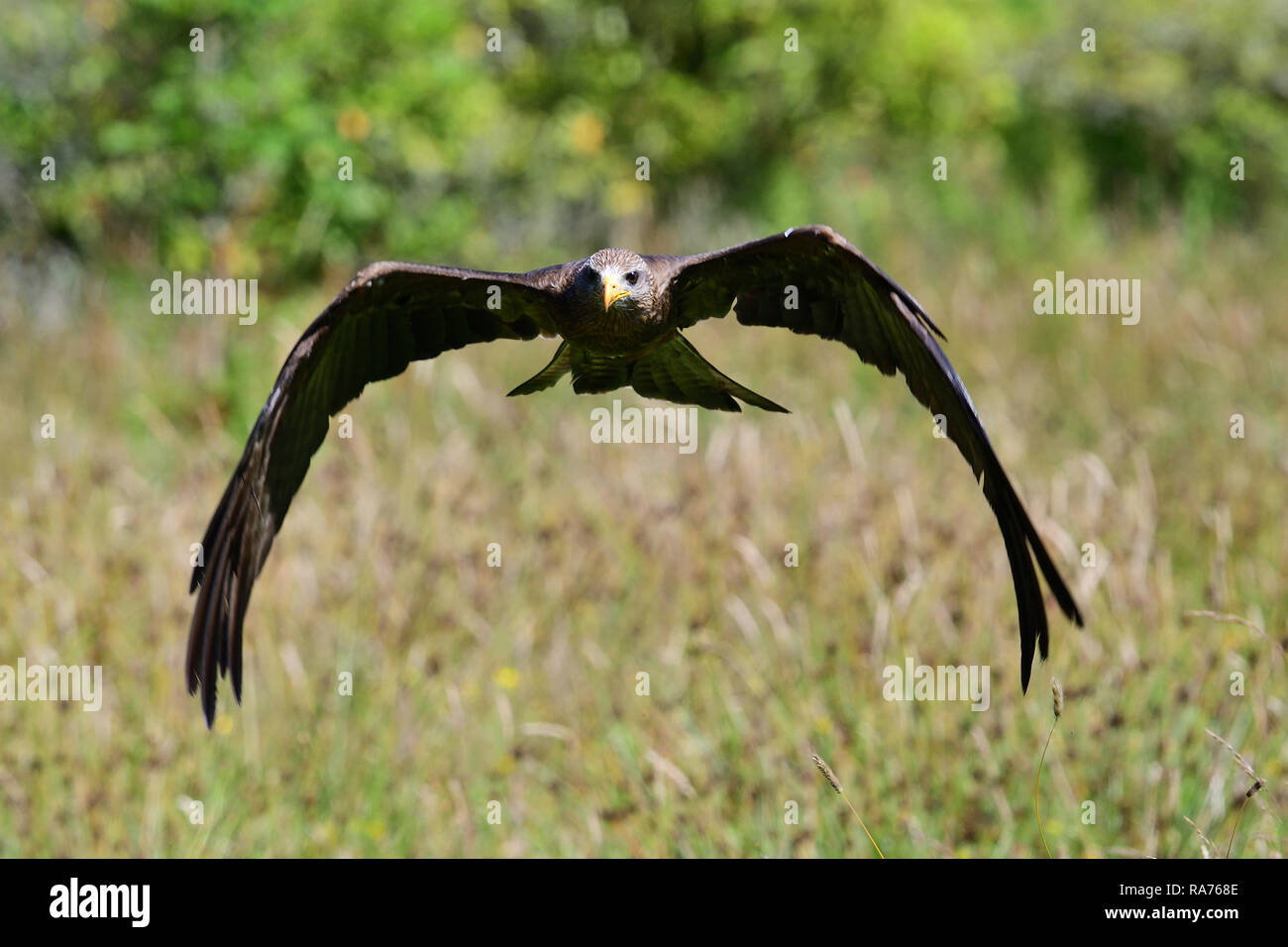 Close up of a black kite (milvus migrans) flying during a falconry ...