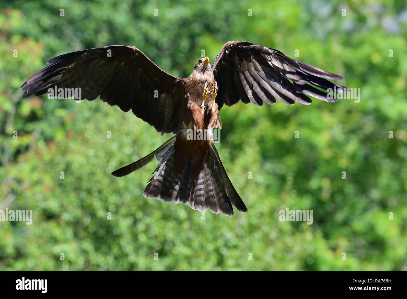 Close up of a black kite (milvus migrans) flying during a falconry ...