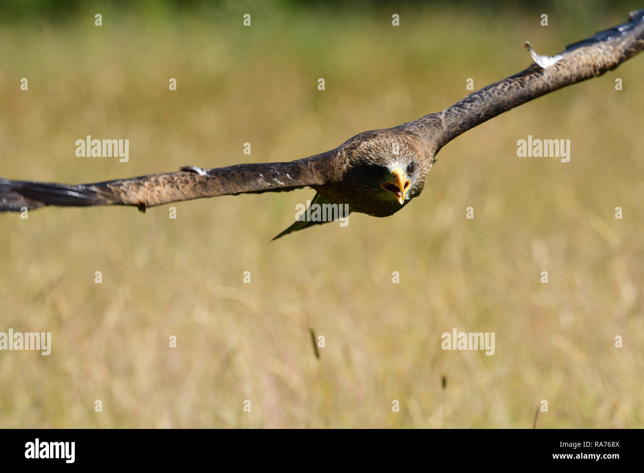 Close up of a black kite (milvus migrans) flying during a falconry ...