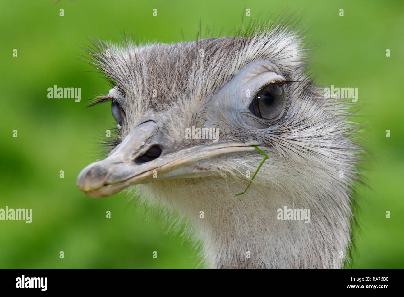 Ostrich face profile hi-res stock photography and images - Alamy