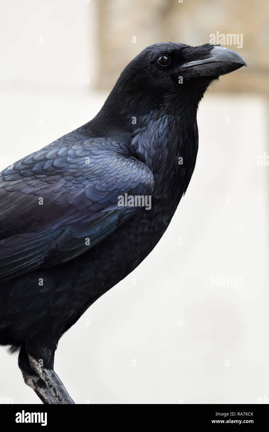 Close up portrait of a common raven (corvus corax Stock Photo - Alamy