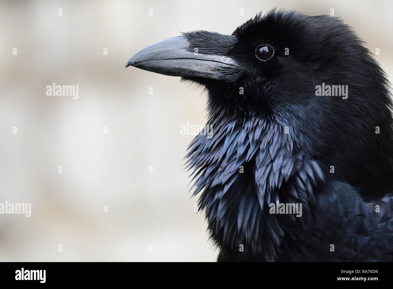 Head shot of a common raven (corvus corax Stock Photo - Alamy