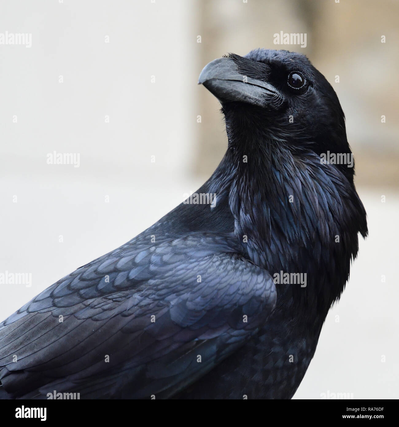Raven portrait hi-res stock photography and images - Alamy