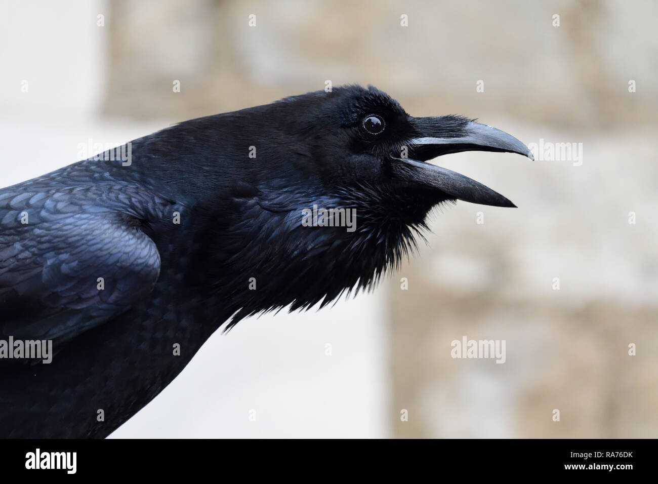 Raven with open mouth hi-res stock photography and images - Alamy