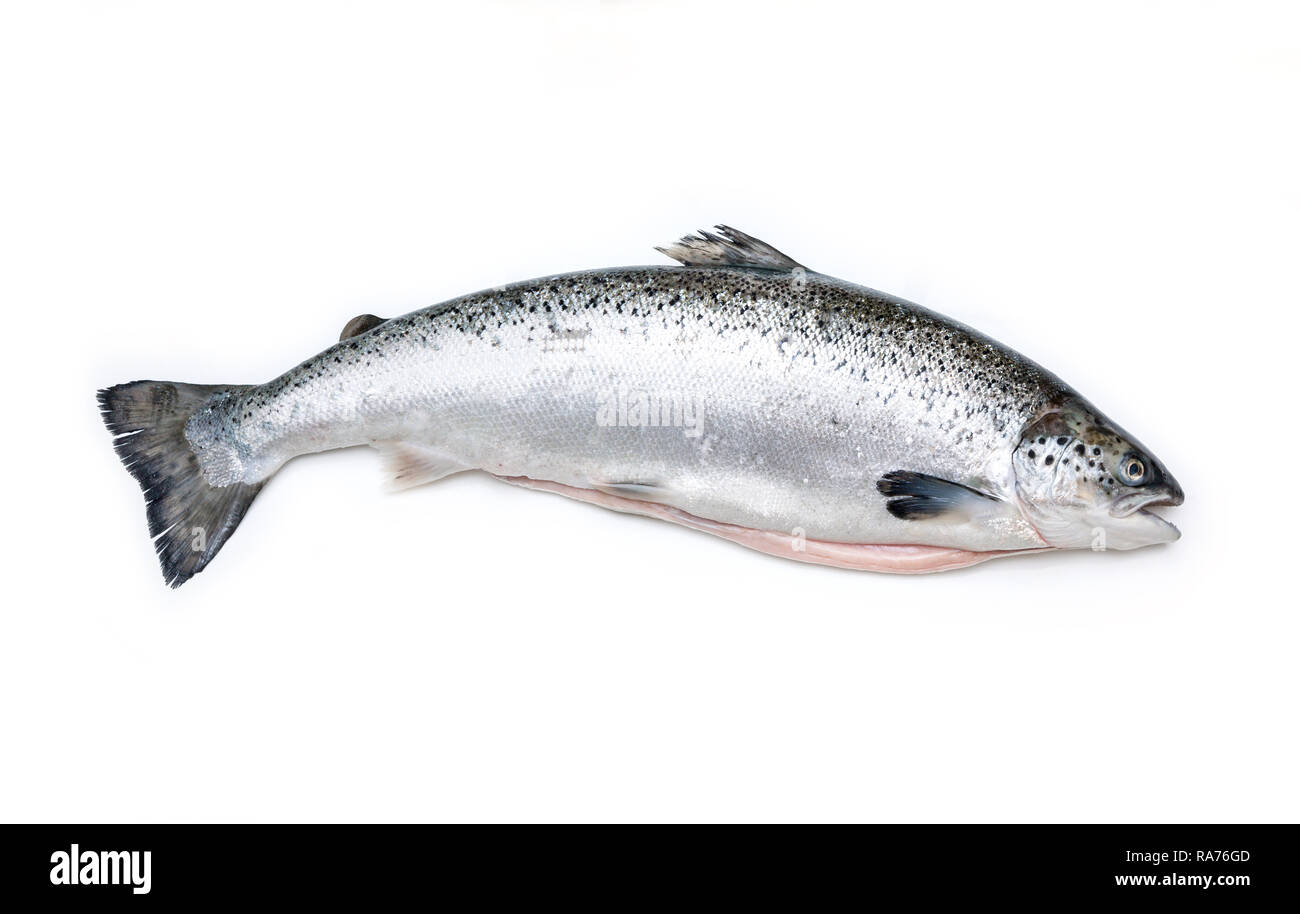 Atlantic salmon fish isolated on a white studio background Stock Photo ...