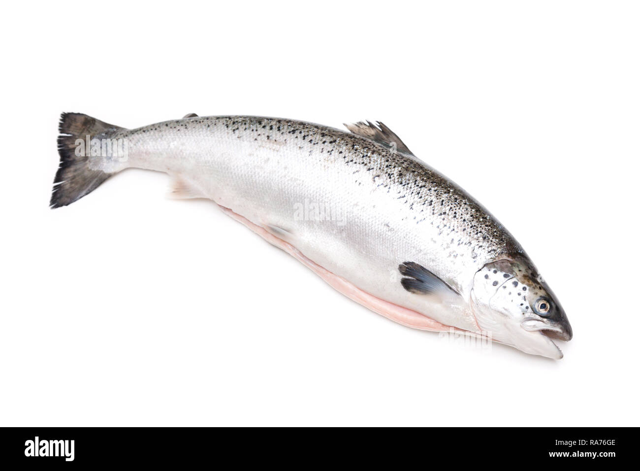 Atlantic salmon fish isolated on a white studio background Stock Photo ...