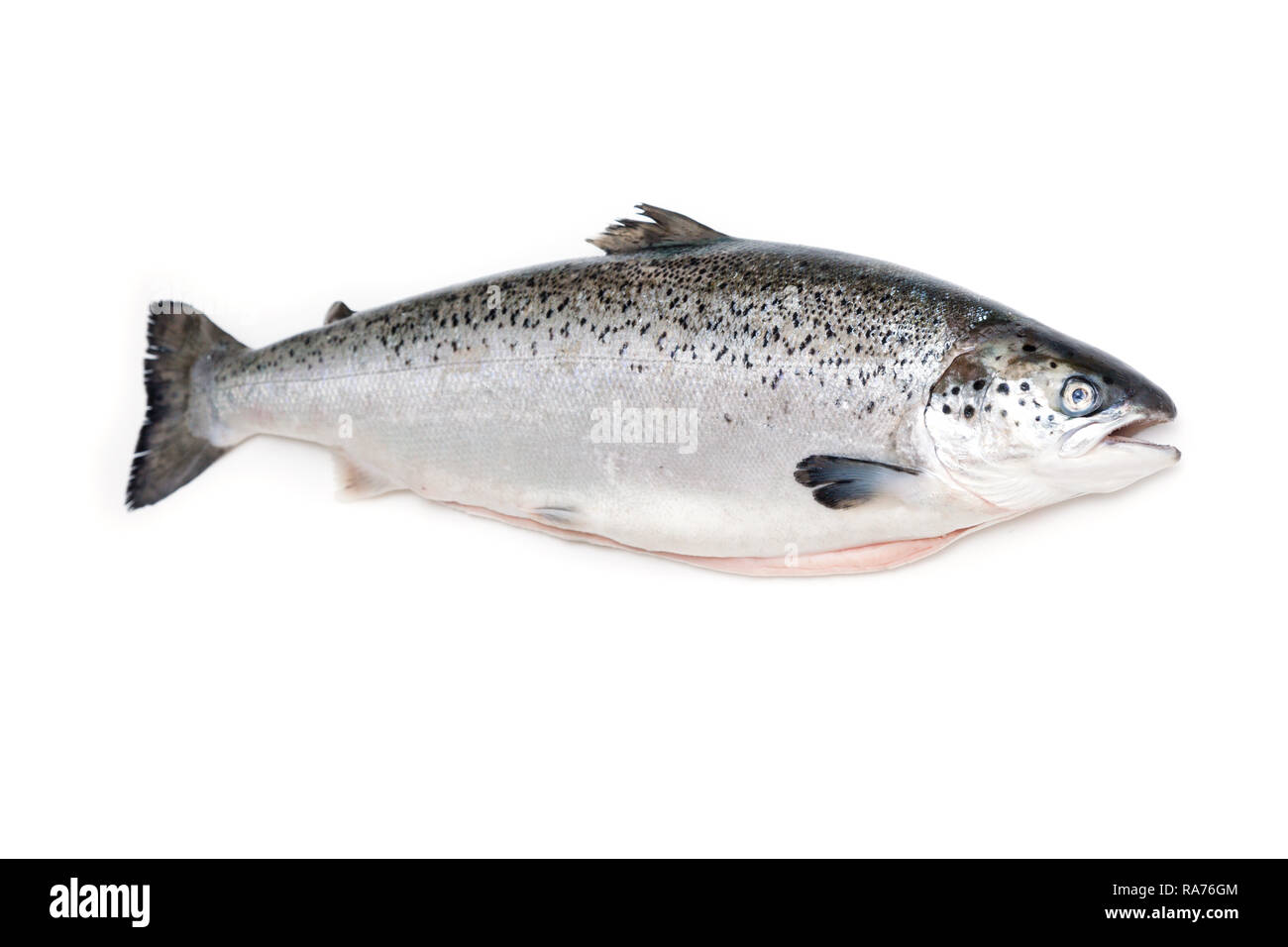 Fish Photo White Background