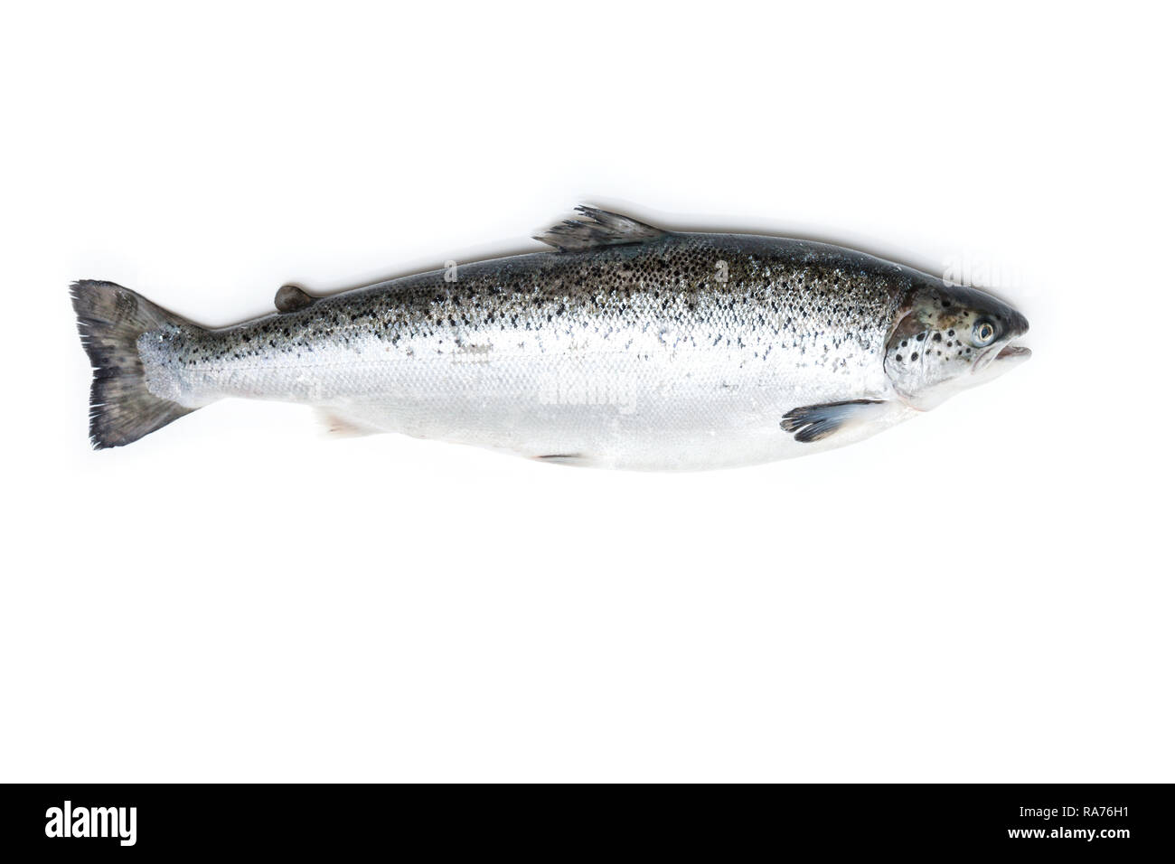 Atlantic salmon fish isolated on a white studio background Stock Photo ...