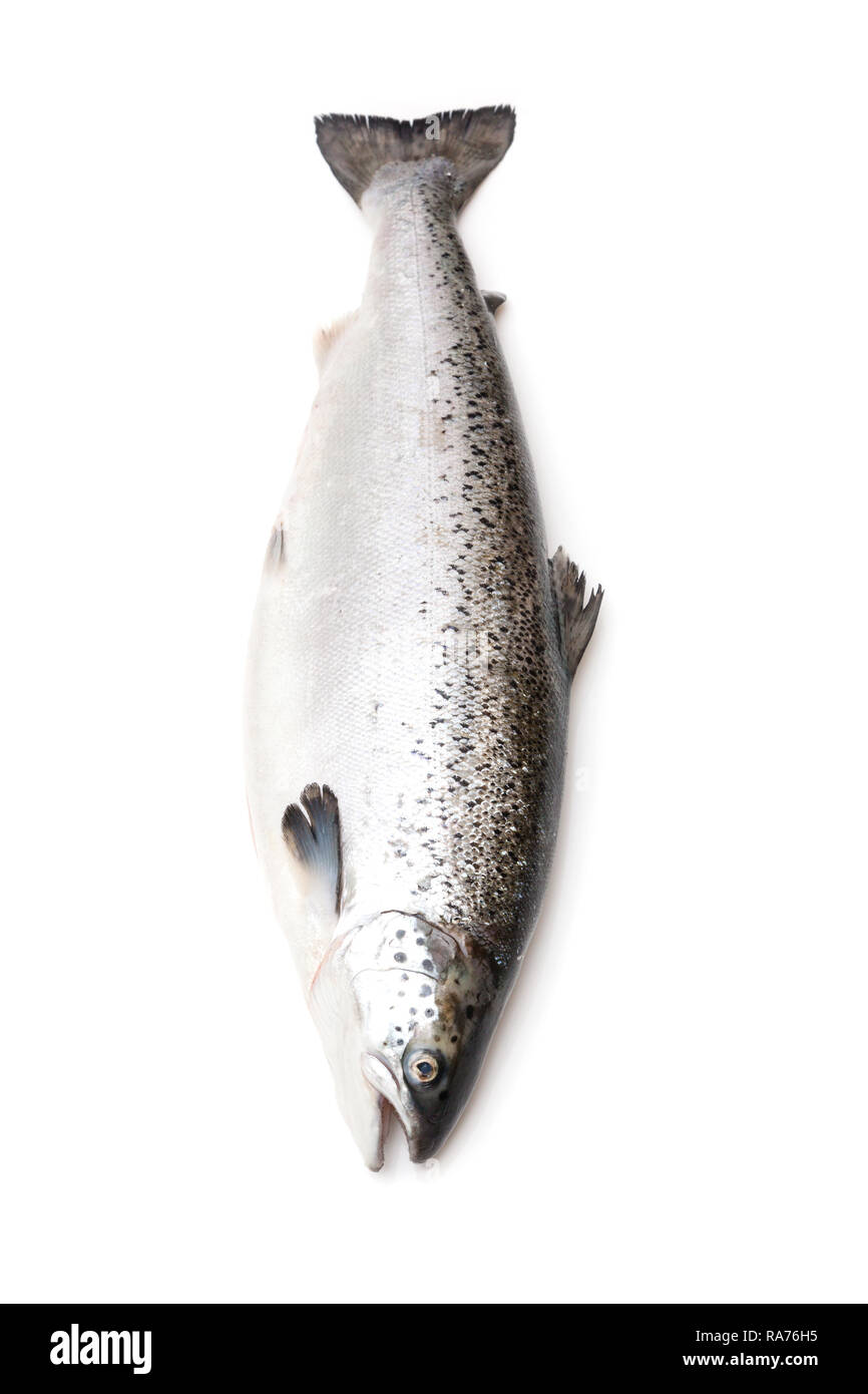 Atlantic salmon fish isolated on a white studio background Stock Photo ...