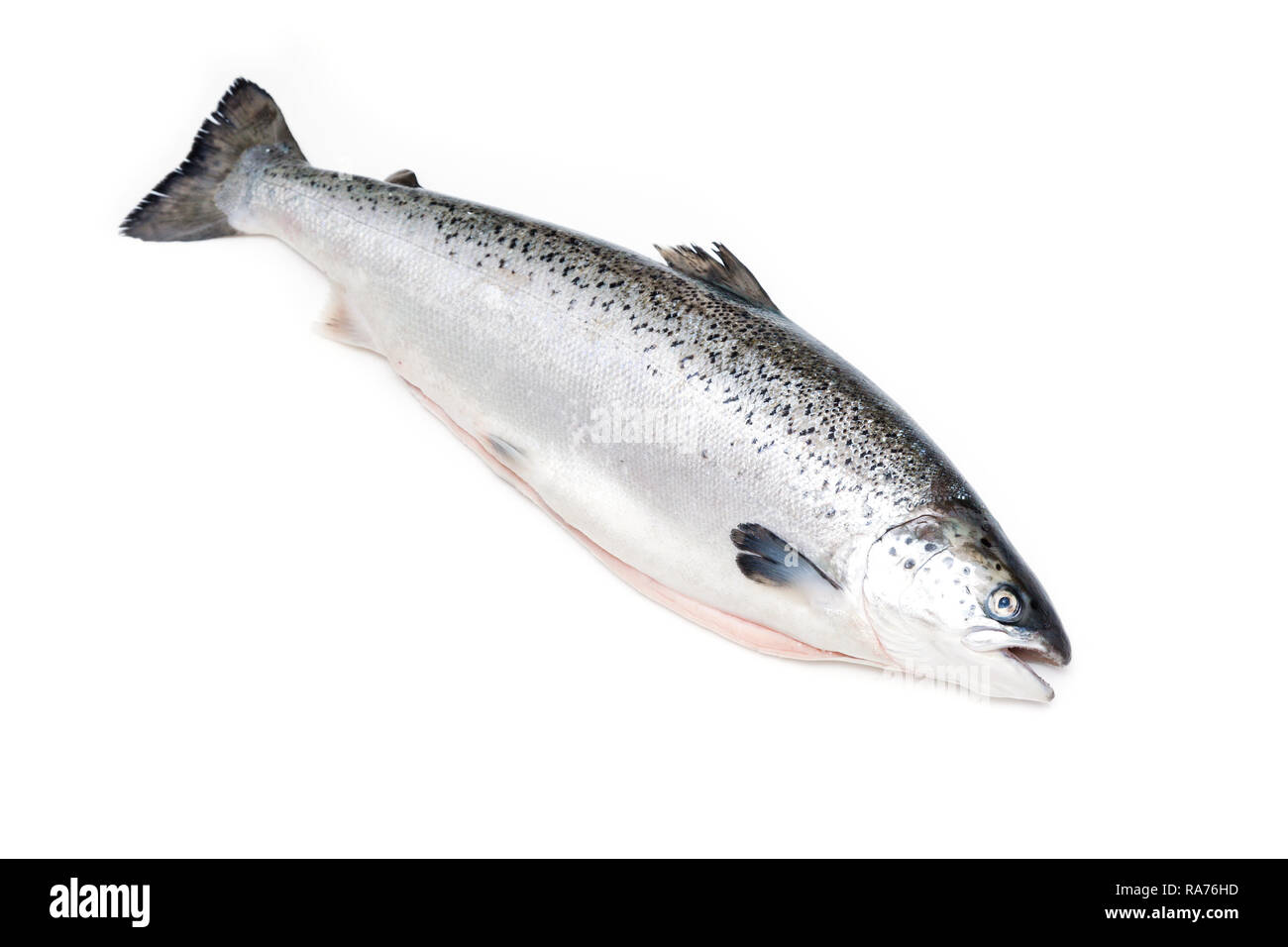 Atlantic salmon fish isolated on a white studio background Stock Photo ...