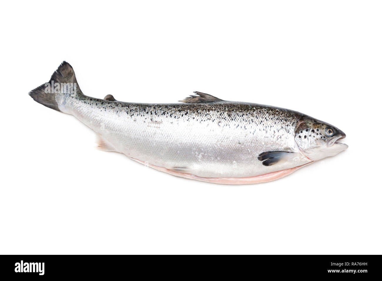 Atlantic salmon fish isolated on a white studio background Stock Photo ...