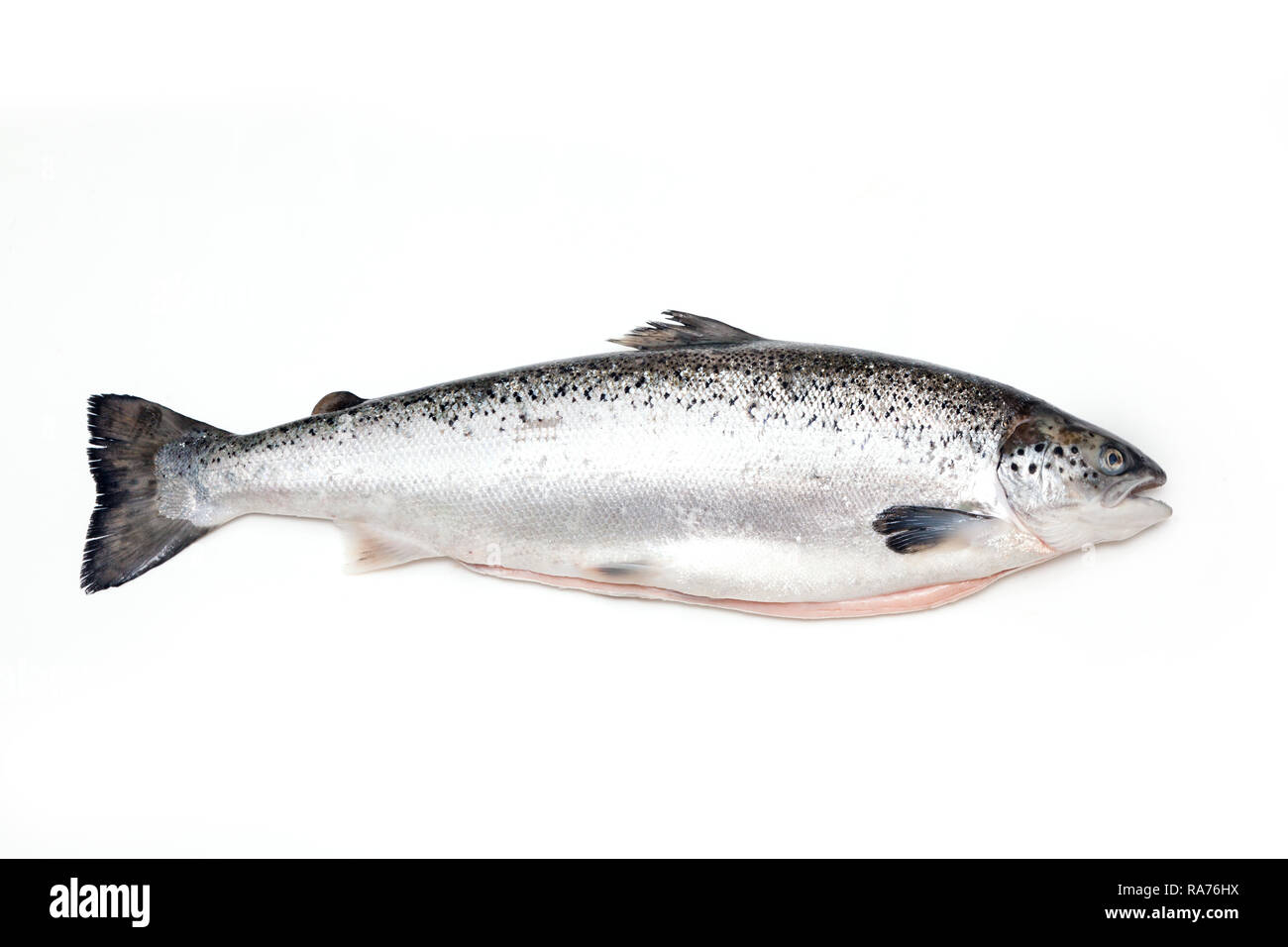 Fish Photo White Background