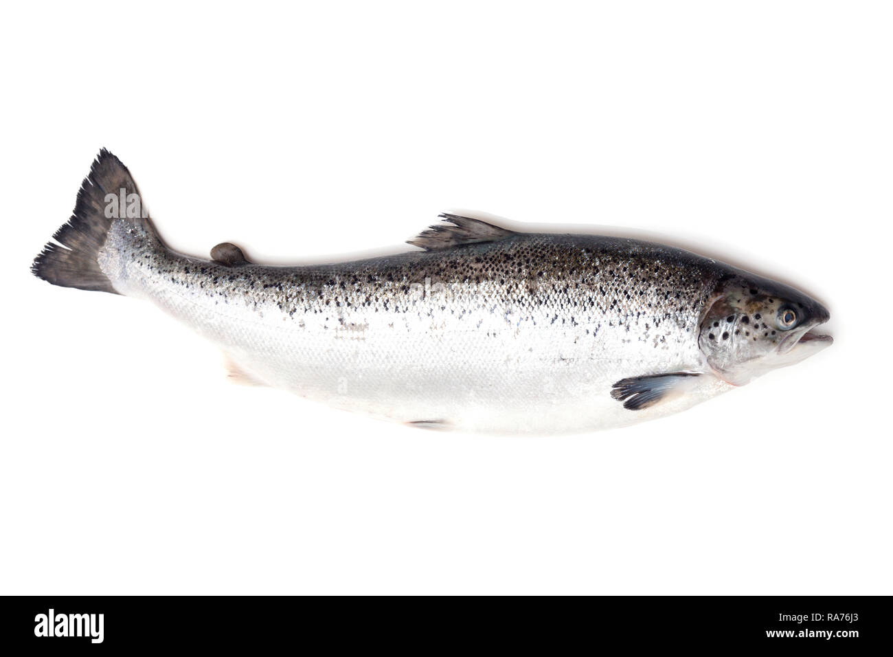 Atlantic salmon fish isolated on a white studio background Stock Photo ...