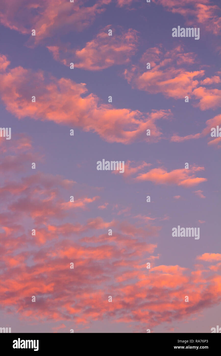Clouds during sunset. The sky is dyed pink. Resource for designers ...