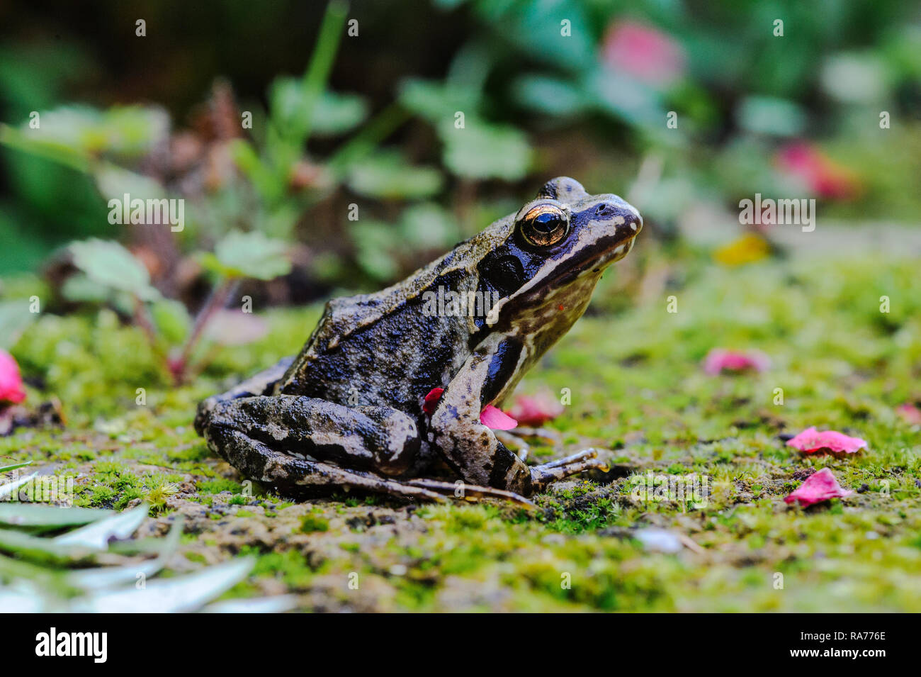 European Common Frog or brown frog (rana temporaria Stock Photo - Alamy